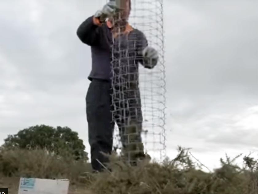 Tree guard cattle, tree protector cattle - Cactus Tree Guards, Cumbria, UK
